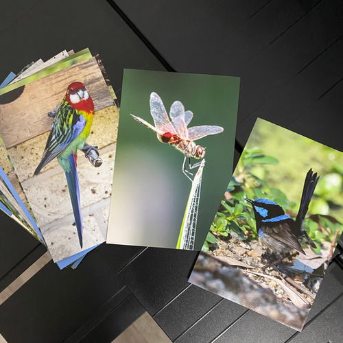 4x6" Album Prints | Lion Studios