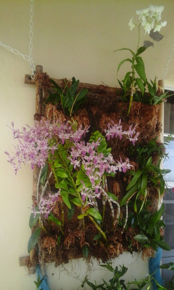 A living wall of orchids I created to soothe my spirit and for its beauty