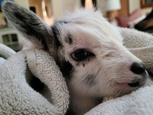 BJ - Male - Blue Eyes - Tri Color | Goat Yoga Katy