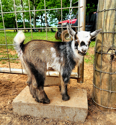 Female - Brown Eyes - Tri Color | Goat Yoga Katy