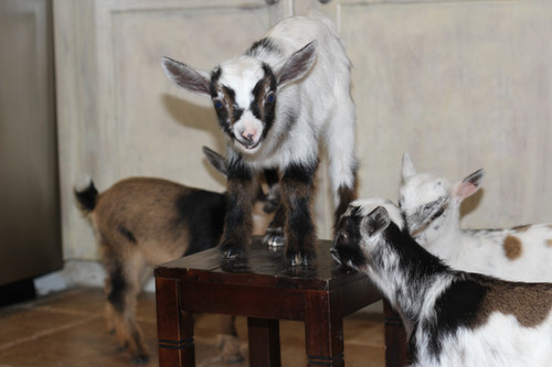 Bandit - Male - Brown Eyes - Tri Color | Goat Yoga Katy