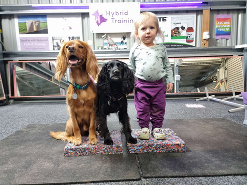 HDT Foam Square Platforms | Hybrid Dog Training