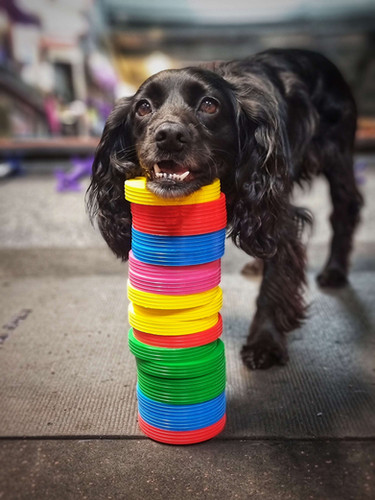 Small Silicone Foot Targets (Gymnic) set of two | Hybrid Dog Training