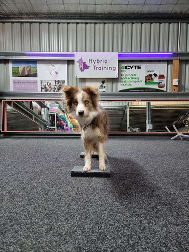 HDT Rectangle Rubber Stable Platforms | Hybrid Dog Training
