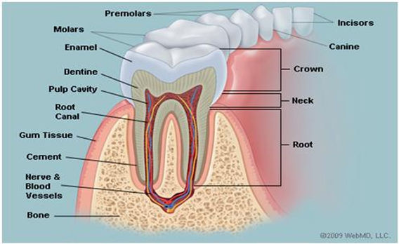 Anatomy Of Molar