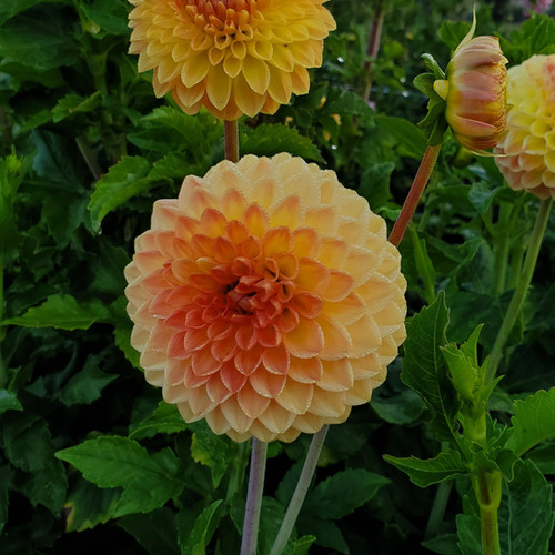 Suncrest | Sunset View Farm Dahlias