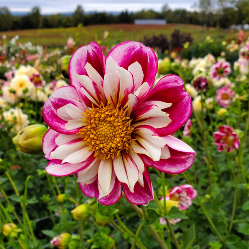 Bumble Rumble | Sunset View Farm Dahlias