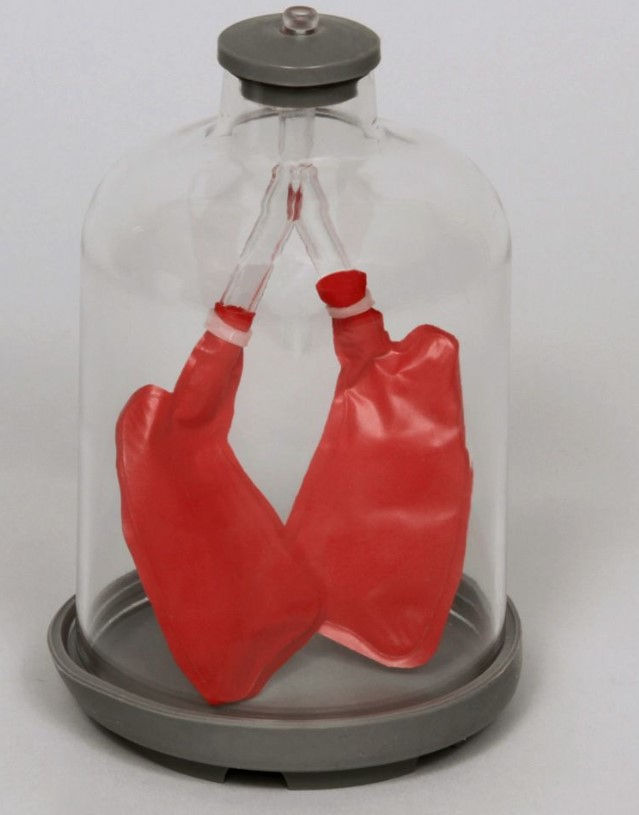 Lung Function Model Kit (Bell Jar) | Carolina Singapore