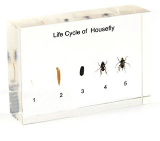 Housefly Life Cycle Specimen Mount | Carolina Singapore