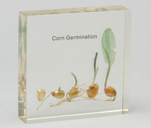 Corn Germination Plastomount | Carolina Singapore