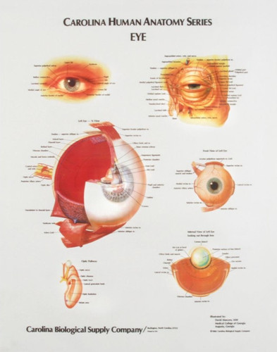 Giant Carolina® Eye Chart, Chart Size: 40" x 55" | Carolina Singapore