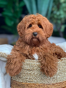 Fairytale Lane Kings Mini Multigenerational Australian Labradoodles in ...