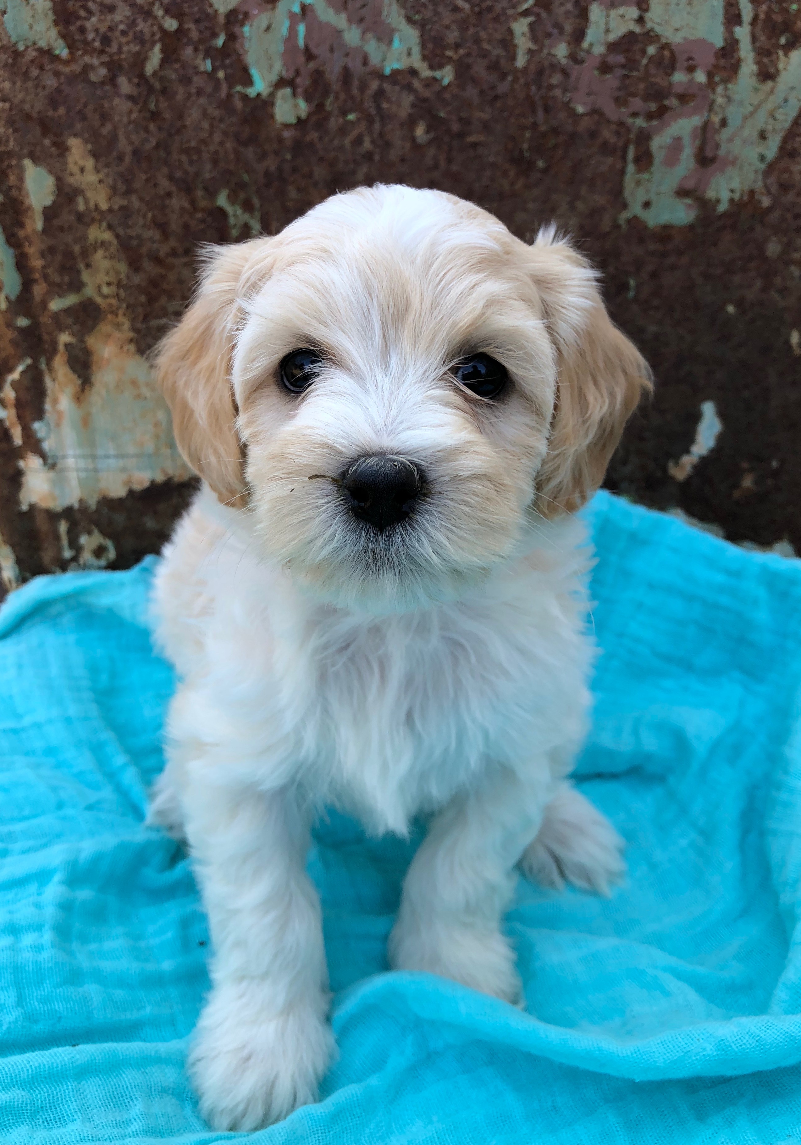 Shaggy Doodles I Merle I Australian Multigen Labradoodles I California