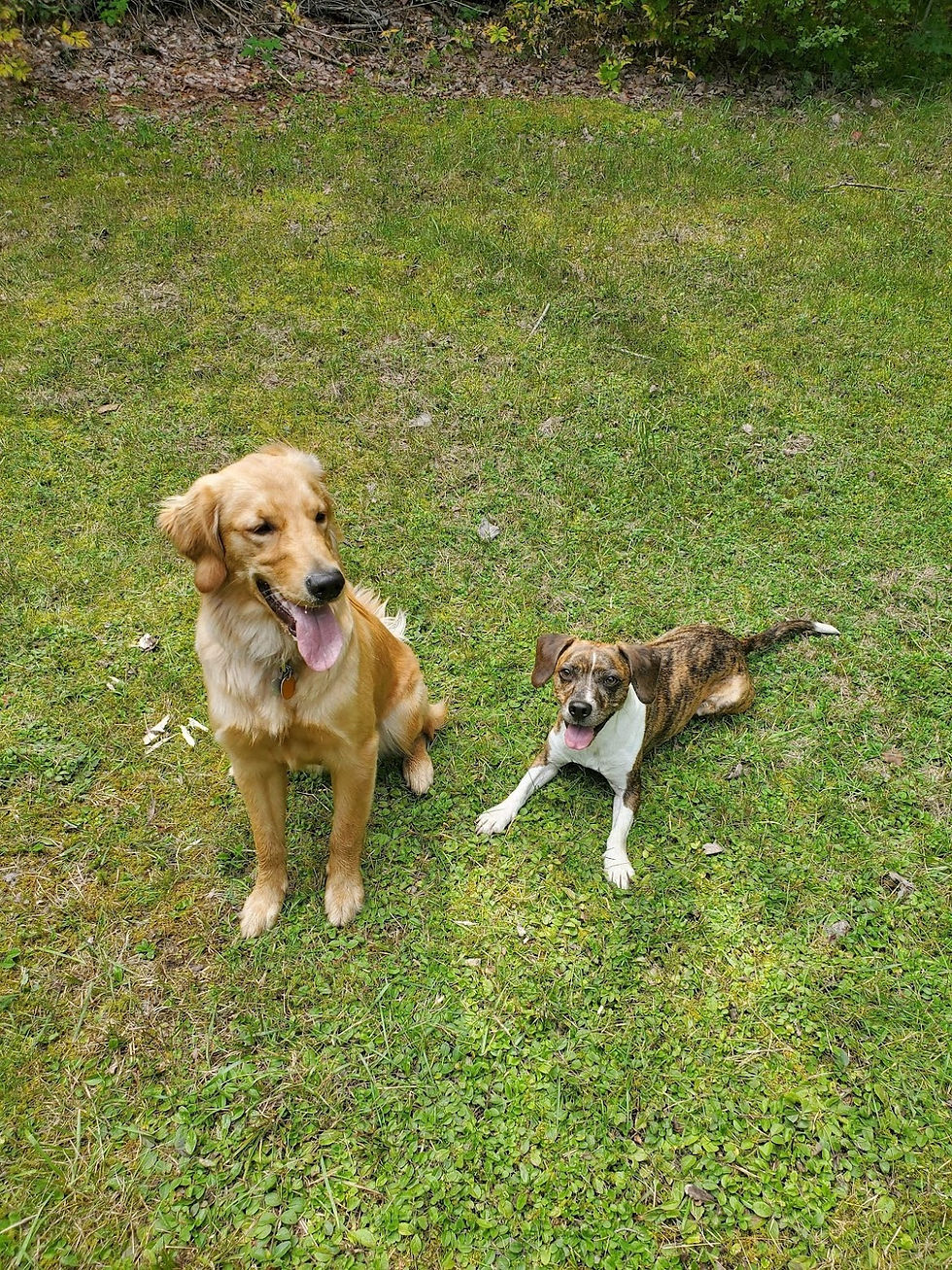 Reviews | Golden Ridge Retrievers