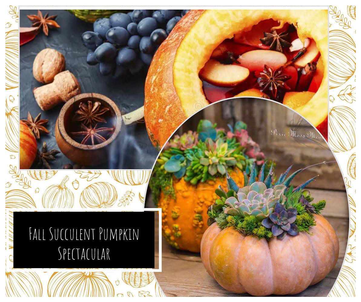 Fall Succulent Pumpkin Spectacular | Pixie Moss Meadows