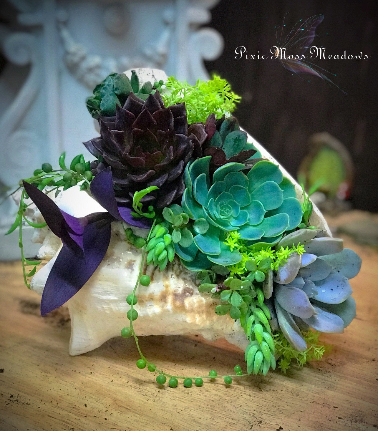 Sip & Succulent Conch Shell Garden Workshop | Pixie Moss Meadows