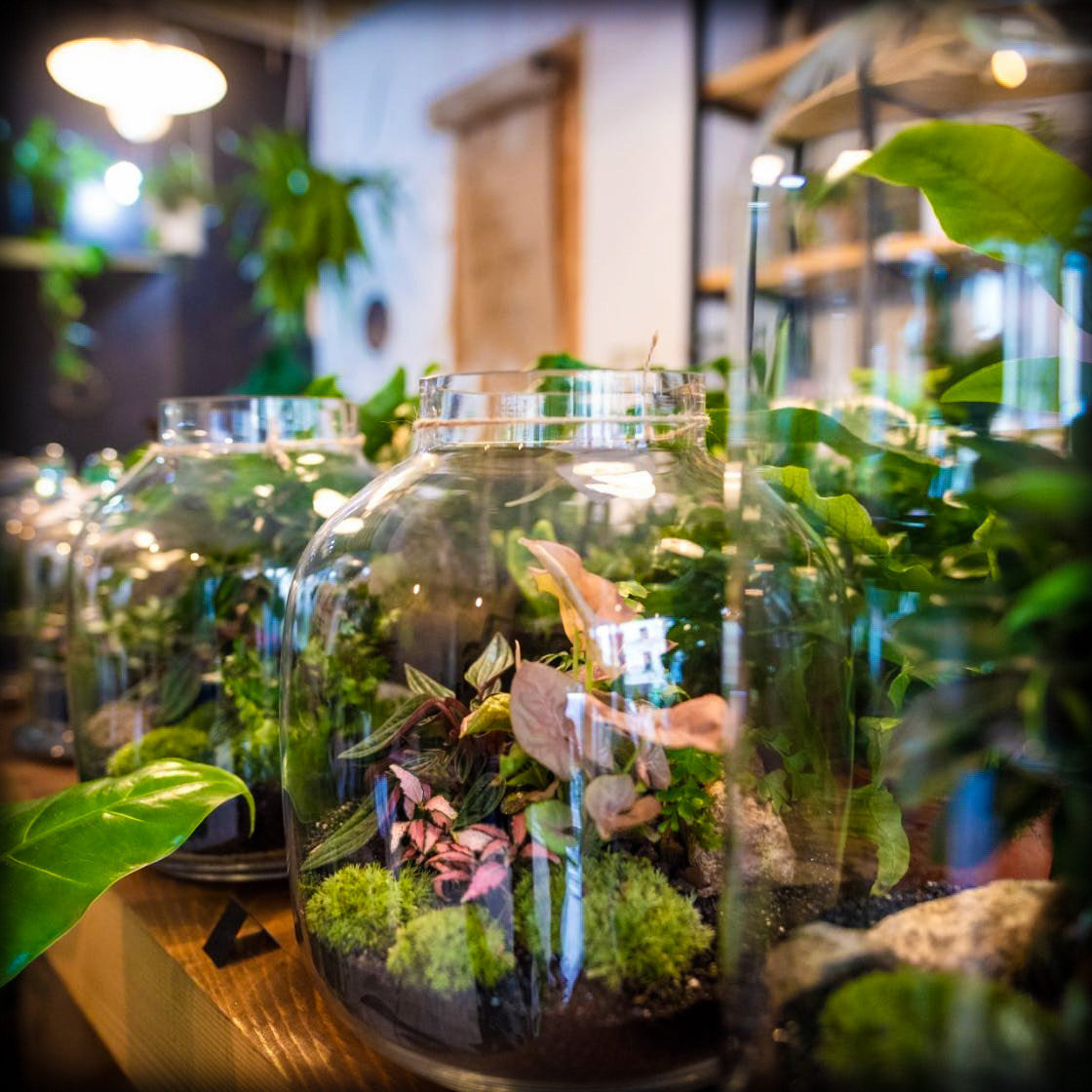 Forever Forest Terrarium Workshop - Afternoon Session | Pixie Moss Meadows