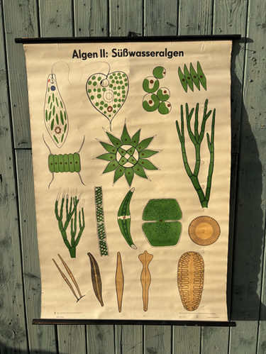 Vintage Poster - Algae | The Old Barn