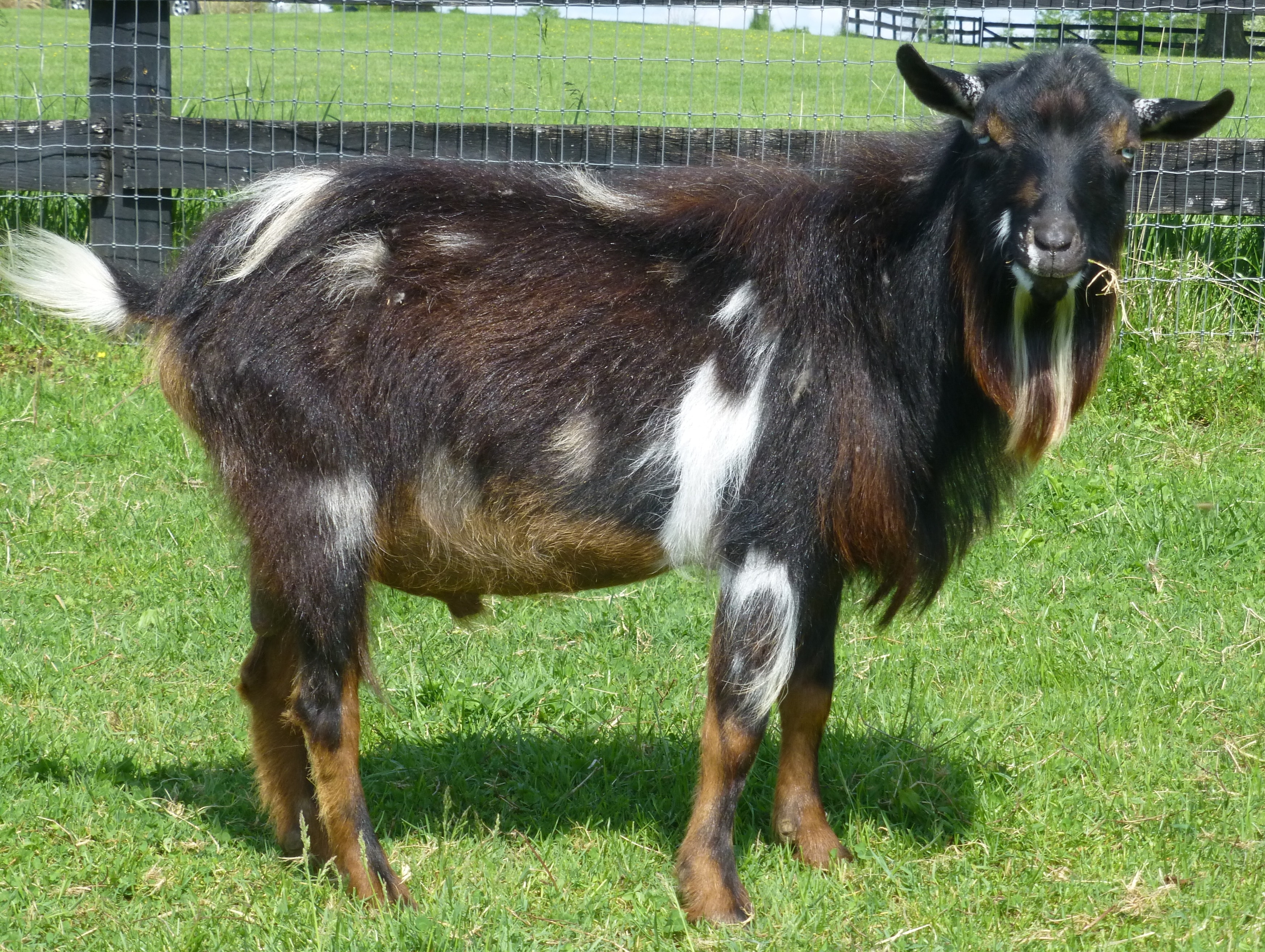 Airmont Farm | ADGA Nigerian Dwarf Goats | Dams & Sires