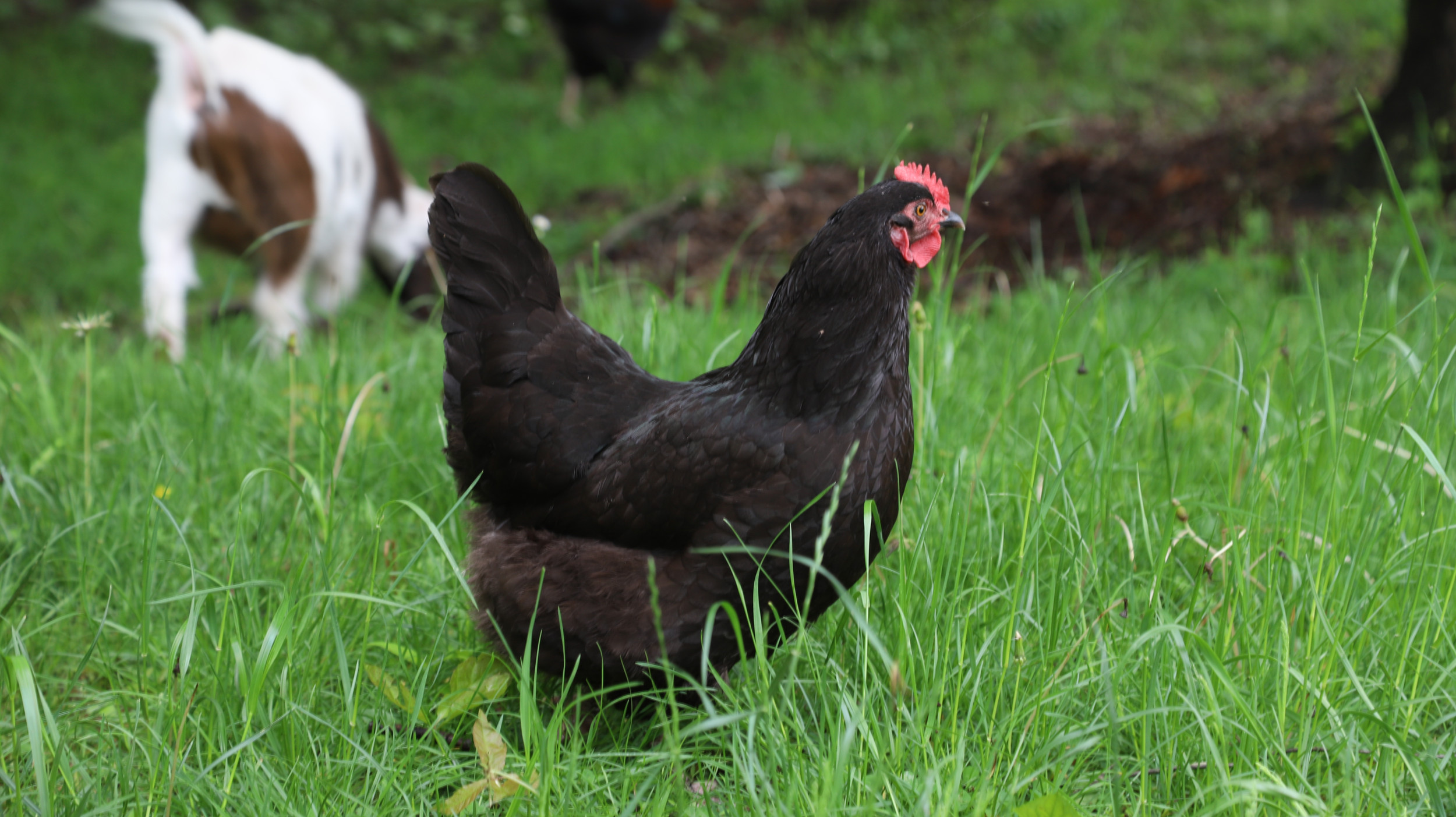 Pasture Raised Chicken | Life On Beagle Road