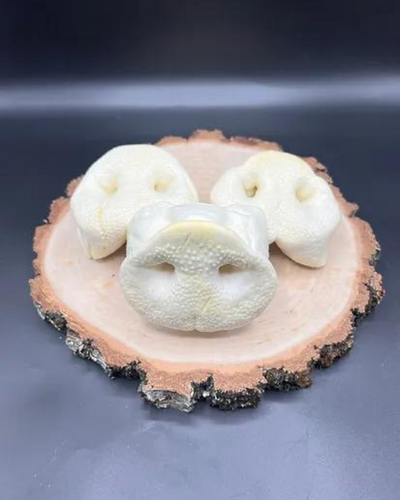 Pig Snout - Puffed | Rafa’s Raw