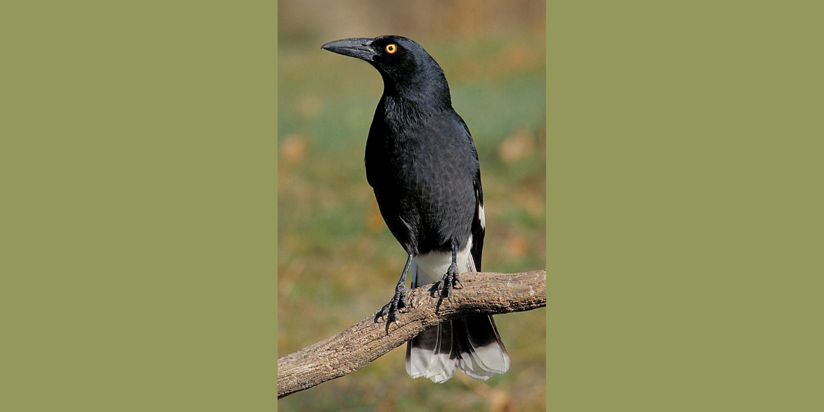 Currawong