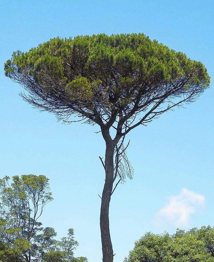 Pinheiro-bravo - Um breve sumário