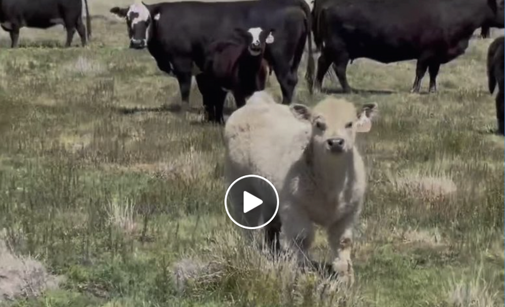 3 Colored Bulls Look Very Promising for 2023!!