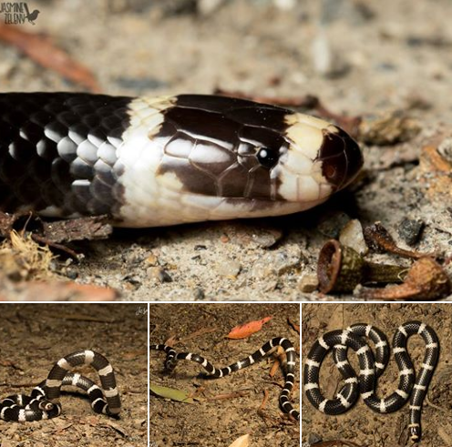 Meet One of Australia's Coolest Snakes, the Bandy Bandy 🎥