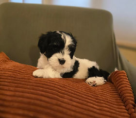 PUPPIES AVAILABLE - Schreps Havanese