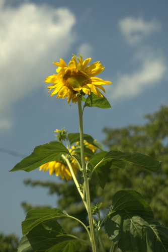 Mammoth Sunflower | The Weekly Bloom