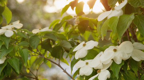 Jesus Christ is Risen Today Prelude | RadiantTV