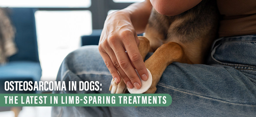 Osteosarcoma in Dogs: The Latest in Limb-Sparing Treatments