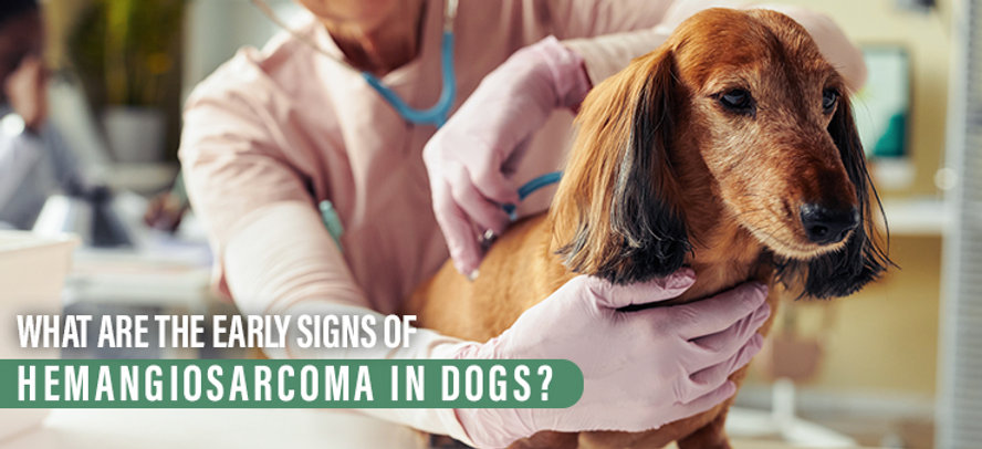 FAQ: What Are the Early Signs of Hemangiosarcoma in Dogs?