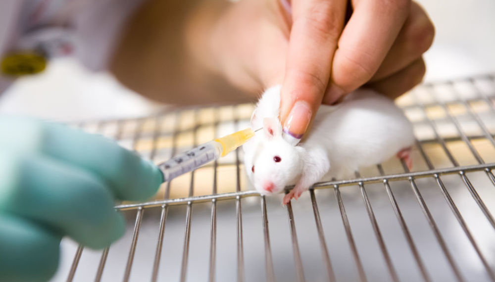 What Lives and Dies: Animal Testing