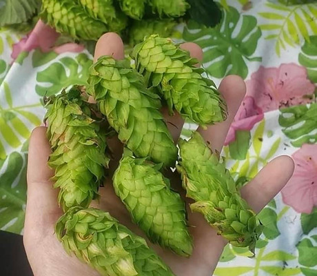 Hop Varieties | Fawn Hill Hop Yard, Hop & Craft