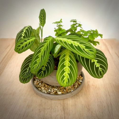 Maranta and Maidenhair Fern in Luna Bowl with Humidity Tray | Dust Gardens