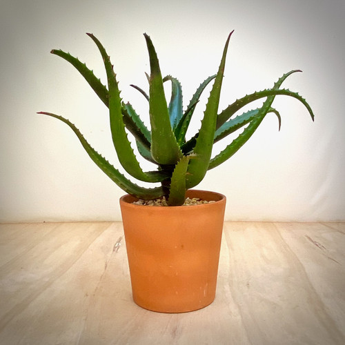 Aloe in Cabo Terracotta | Dust Gardens