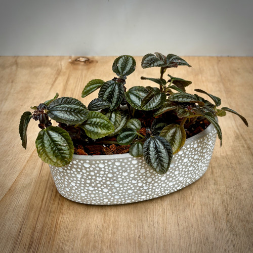 Pilea Pan Am in Oval Cement | Dust Gardens