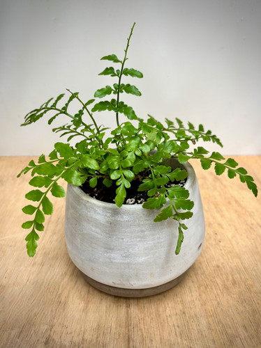 Australian Gem Fern in Cement | Dust Gardens