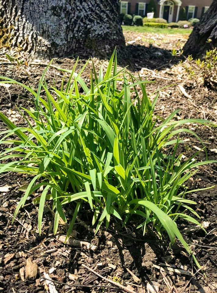 How to divide Daylilies in the Spring