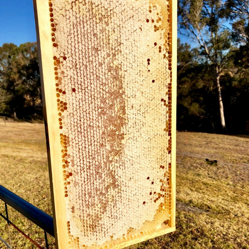 Honeycomb (full frame) | INGA Honey Company