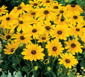 Black-Eyed Susan Indian Summer | Lawns Of Texas