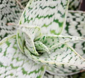 White Fox Aloe | Lawns Of Texas