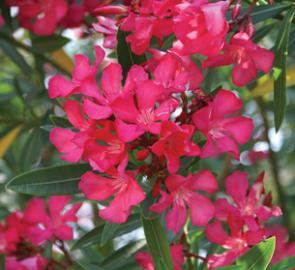 Oleander Hardy Red | Lawns Of Texas