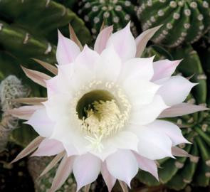 Cactus Easter Barrel | Lawns Of Texas