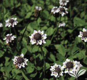 Frog Fruit | Lawns Of Texas