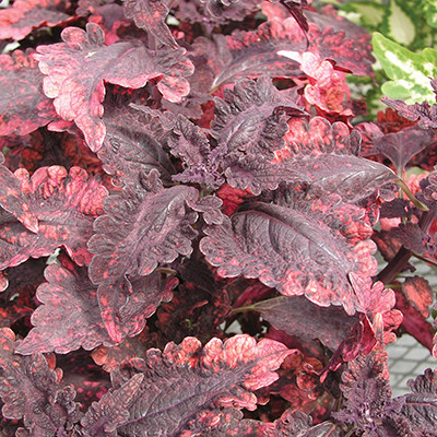 Molten Lava Coleus | Lawns Of Texas
