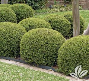 Holly Yaupon Dwarf | Lawns Of Texas
