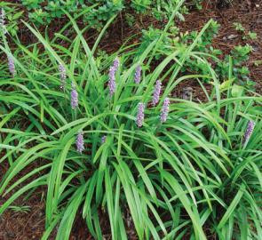 Liriope Emerald Goddess | Lawns Of Texas
